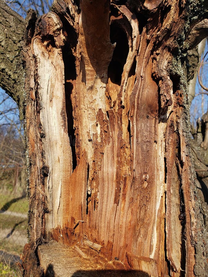 A Broken Tree with a Large Branch Falling Off. Stock Photo - Image of ...