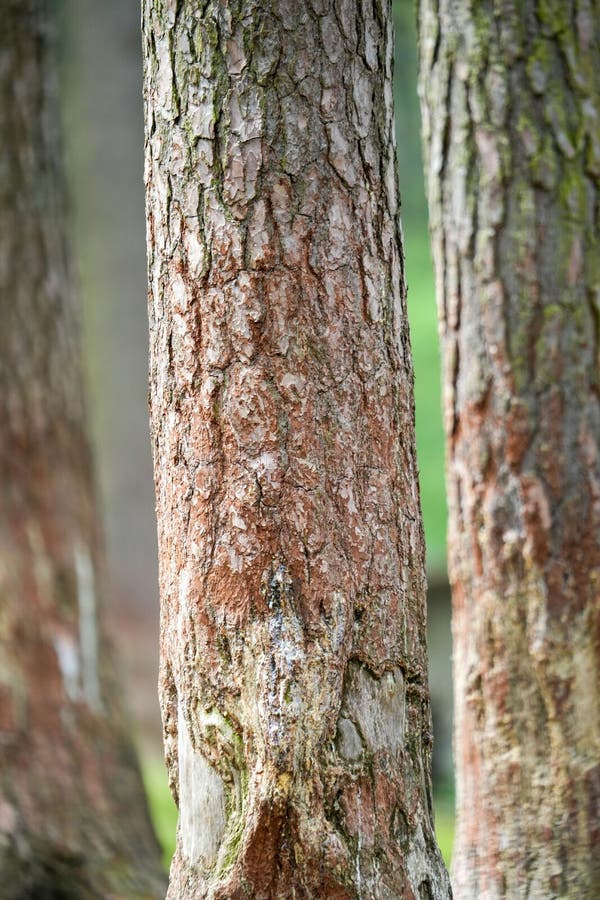 View of the Tree Trunk Barks in the Park, Close-up, Vertical Stock ...