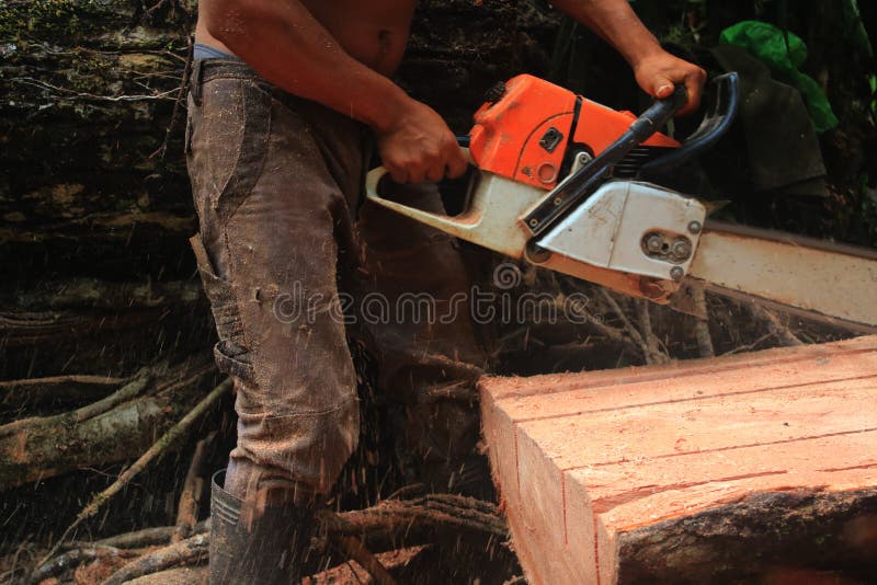 A View of a Tree Trunk Being Cut in Even Pieces with a Running Chainsaw ...