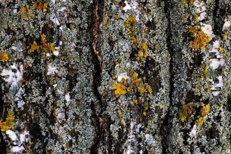 View of the Tree Trunk, Birch Bark, Covered with Moss Stock Photo ...