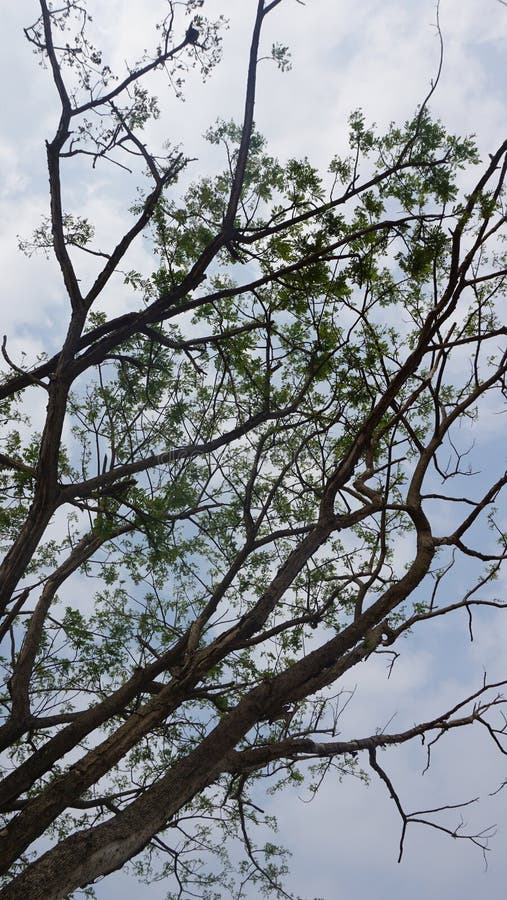 Tree Trunks, Branches and Twigs Stock Photo - Image of plant, sunlight ...