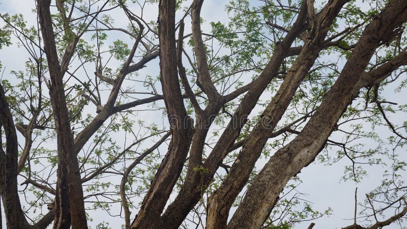 Tree Trunks, Branches and Twigs Stock Image - Image of tree, spring ...