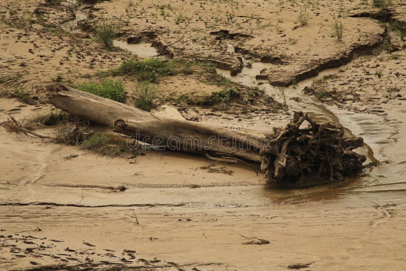 View Tree Trunks on Ganga River Stock Photo - Image of season, bark ...