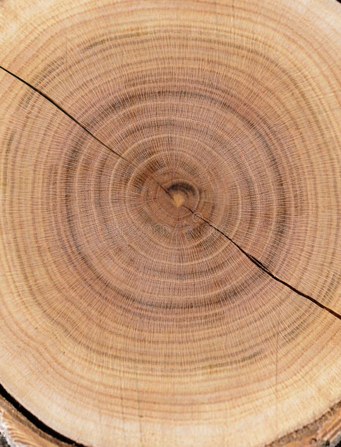 View of Tree Trunks, Wooden Texture Stock Image - Image of color ...