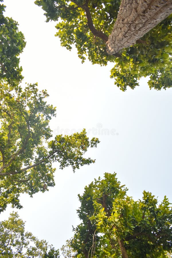 Beautiful Bottom View of Tree in Jungle in Morning Stock Image - Image ...