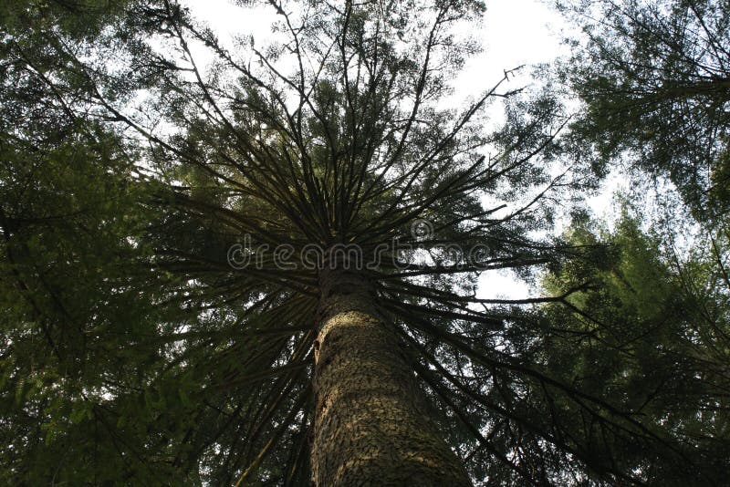 Intersting view of tree stock image. Image of tree, radial - 146015117