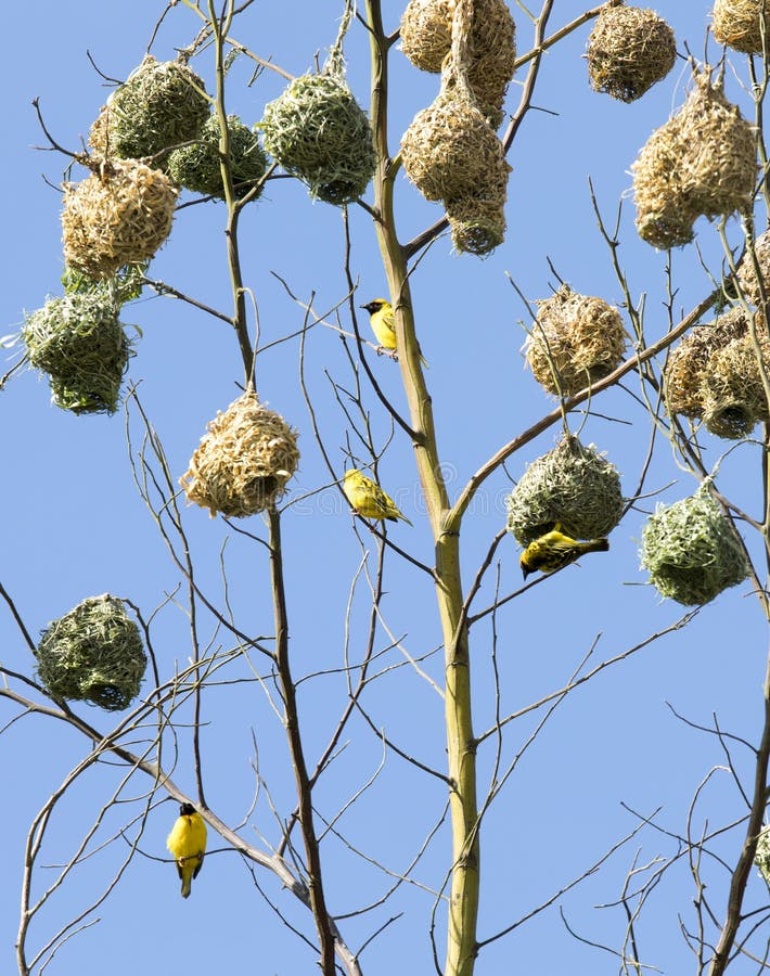 View of Tree with Village Weaver Stock Photo - Image of ecology, south ...