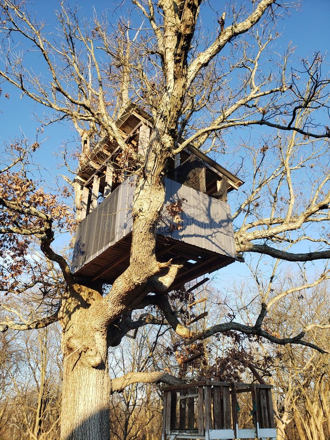 View of a Treehouse stock photo. Image of plywood, hideaway - 239140688