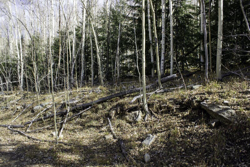 The Tree Line stock image. Image of conifers, forest - 102292389