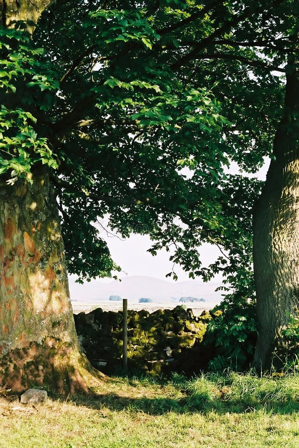 View through Trees stock photo. Image of bark, wall, summer - 100064