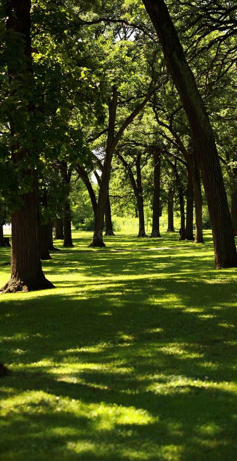 View through trees stock image. Image of area, travel - 15917805