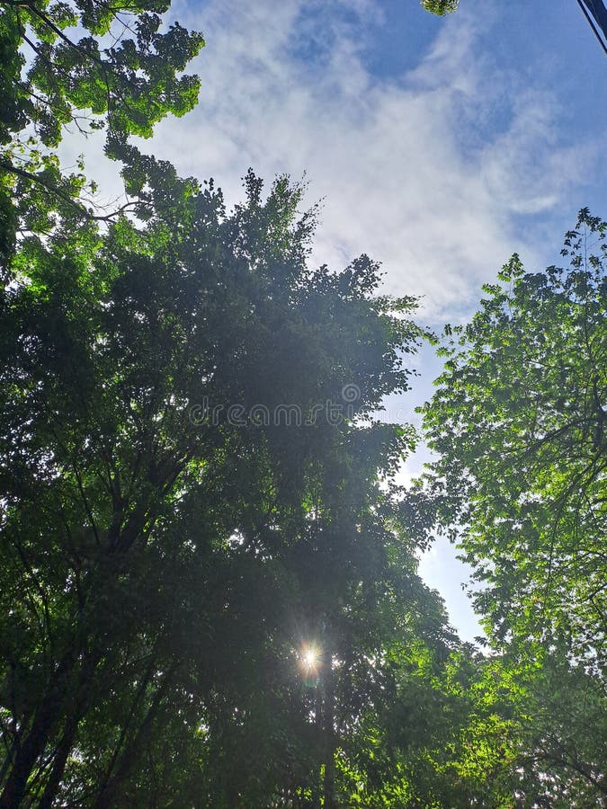 Trees above the hills stock image. Image of grow, tree - 215476059