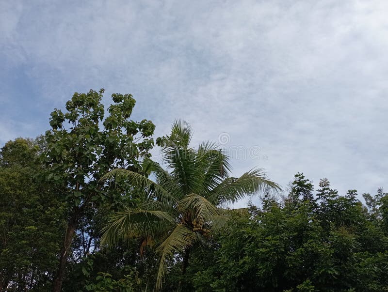 The View of the Trees Around the Village is so Beautiful Stock Photo ...