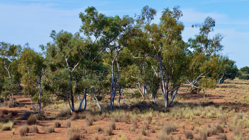 Trees in the Australian Outback on a Sunny Afternoon Stock Image ...