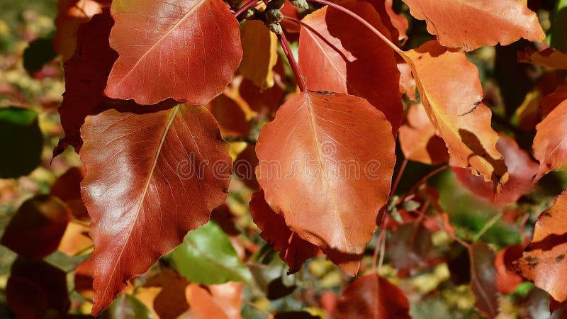 A View of Trees at Autumn Featuring Red Leaves in the Sunlight. Stock ...