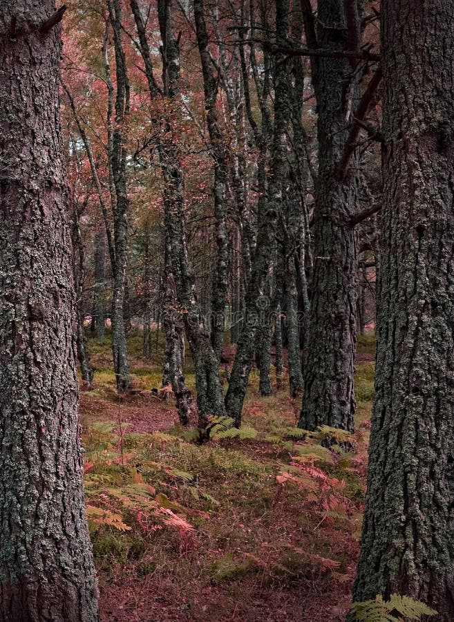 Aviemore Forest with Close Up View of Trees Stock Image - Image of ...