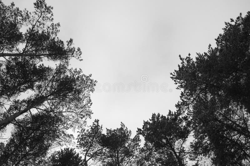 View on Trees from Below in Black and White Stock Photo - Image of pine ...