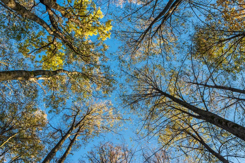View of the trees below stock photo. Image of landscape - 129841820