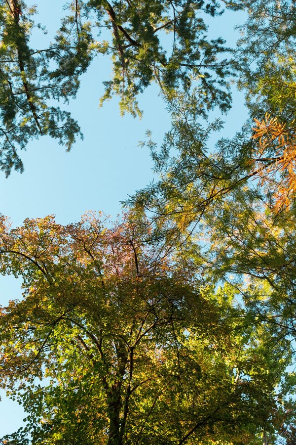 View of trees from below stock image. Image of foliage - 203308469