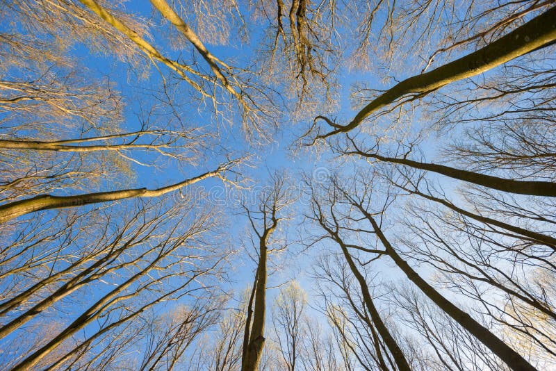 View of the Trees from Below Stock Photo - Image of tree, tall: 96948132