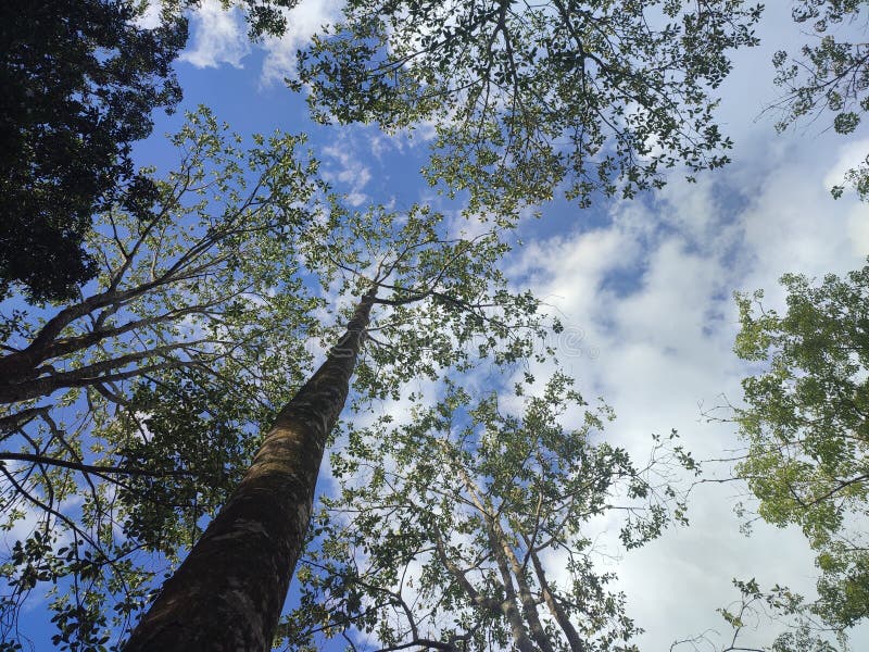 View of Trees with Blue Sky Shot from Below Stock Photo - Image of shot ...