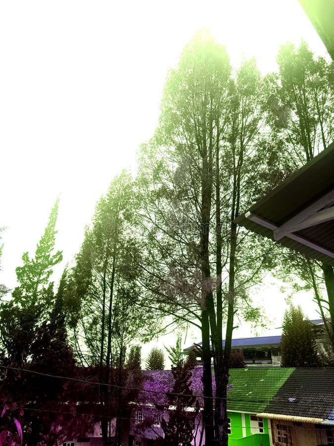 View of the Trees in the Morning with the Sun so Bright Stock Photo ...