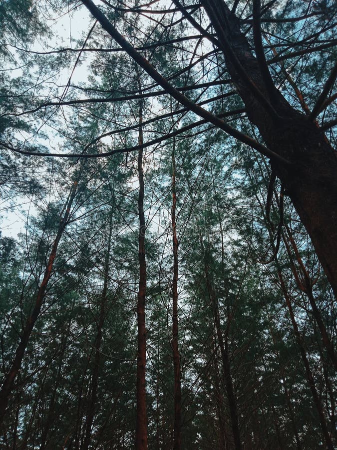 View of the Trees in the Forest Stock Image - Image of autumn, vsco ...