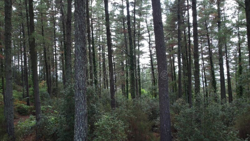 View through Trees in a Forest, Moving Forward Stock Video - Video of ...