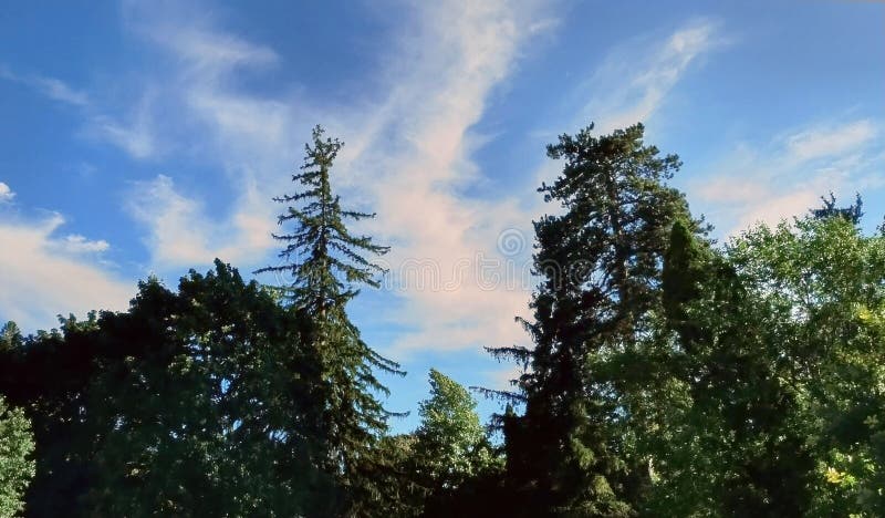 View of Trees Framing White Clouds and Blue Sky Stock Image - Image of ...