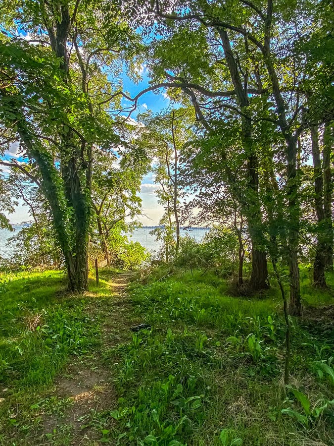 Another Beautiful Day in a Forest. Stock Photo - Image of forest ...