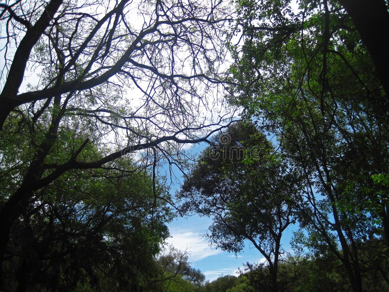 Overhead Branches of Trees Against Cloud and Sky Stock Photo - Image of ...
