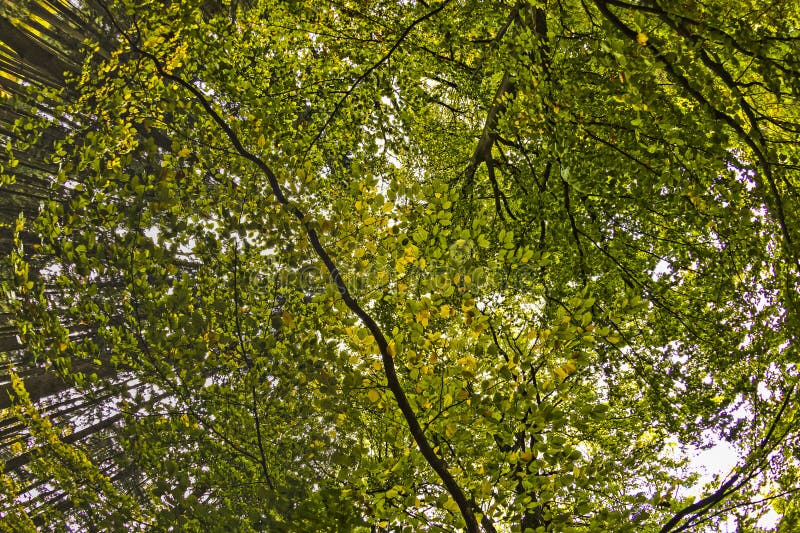 View of Trees from Inside a Forest Stock Image - Image of beautiful ...