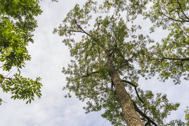 View of Trees from Inside a Forest Stock Photo - Image of plant ...