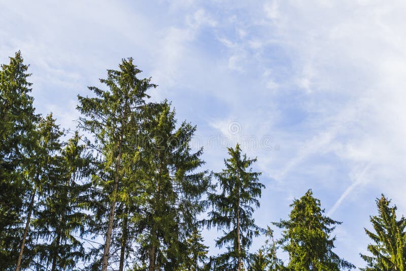 View of Trees from Inside a Forest Stock Photo - Image of foliage, park ...