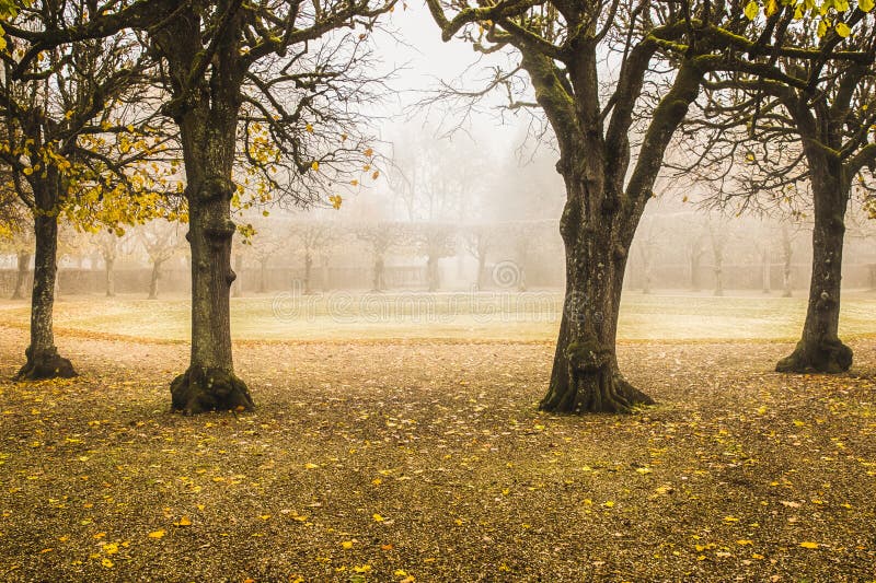 View of Trees from Inside a Forest Stock Photo - Image of outdoors ...