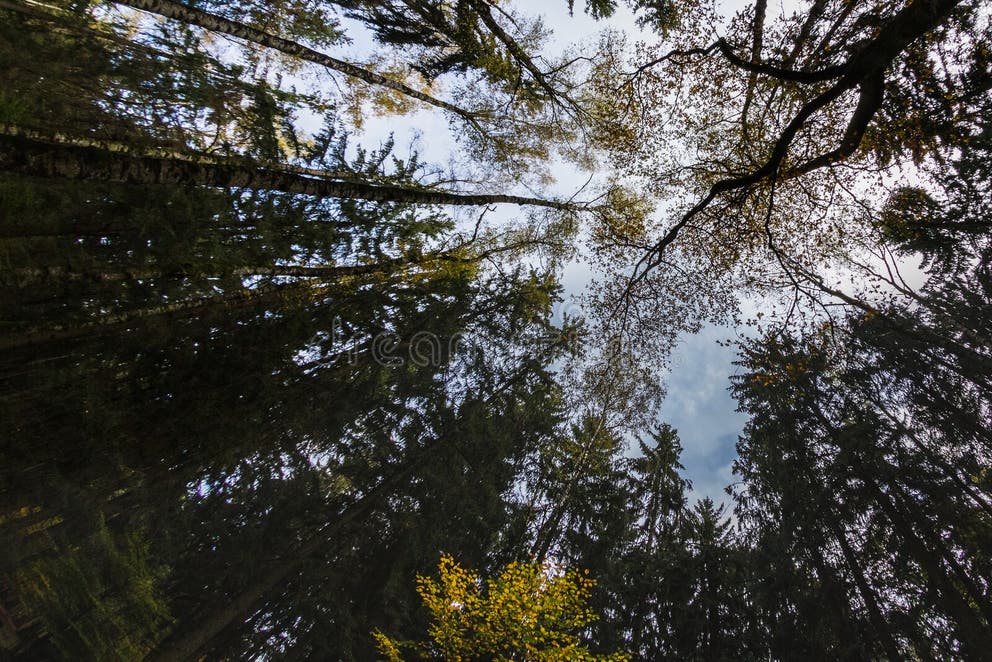 View of Trees from Inside a Forest Stock Image - Image of meadow ...