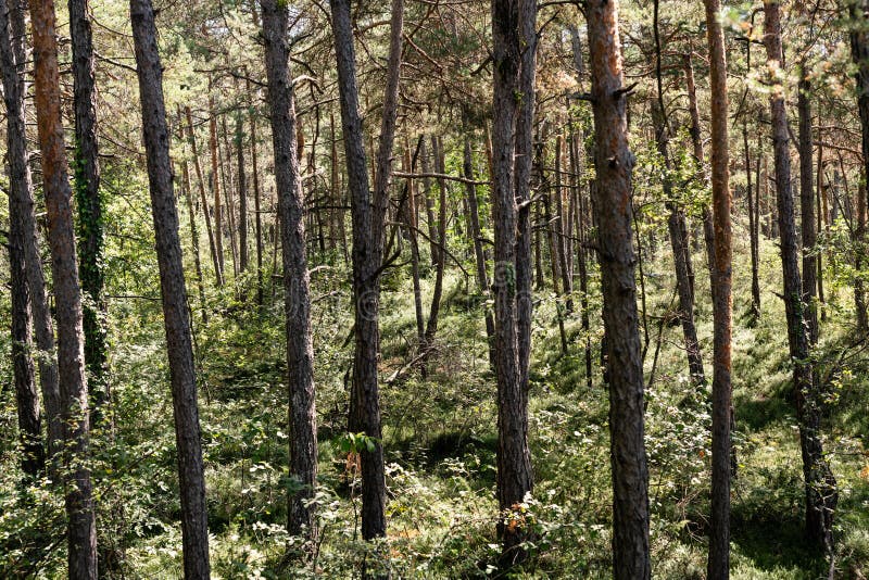 View of Trees Inside a Forest Stock Photo - Image of panorama ...