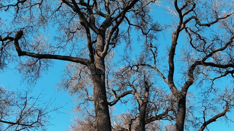 View of Trees with Leafless Branches Standing Tall Under Clear Blue Sky ...