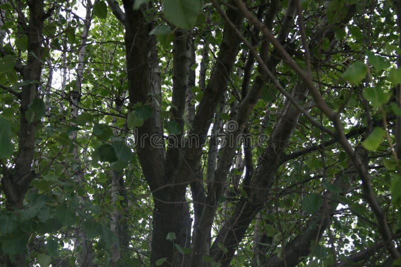 View through the Trees stock image. Image of forest, environment - 83761225