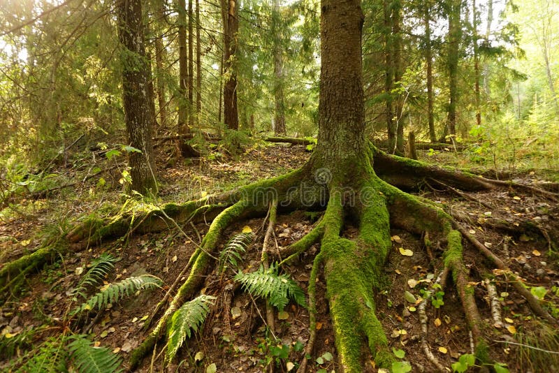 View of Trees with Long Roots on the Ground Stock Image - Image of view ...