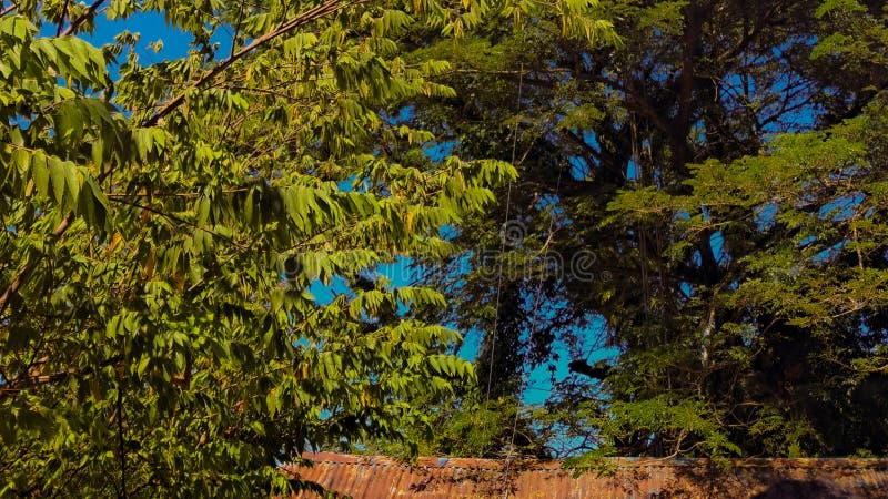 A View of Trees that Looks Cool and Pleasing To the Eye Stock Image ...