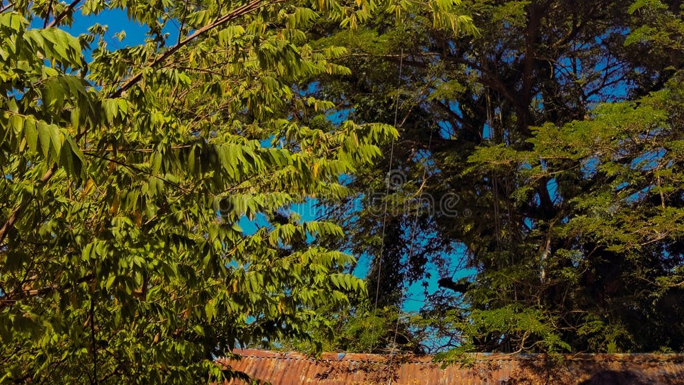 A View of Trees that Looks Cool and Pleasing To the Eye Stock Image ...