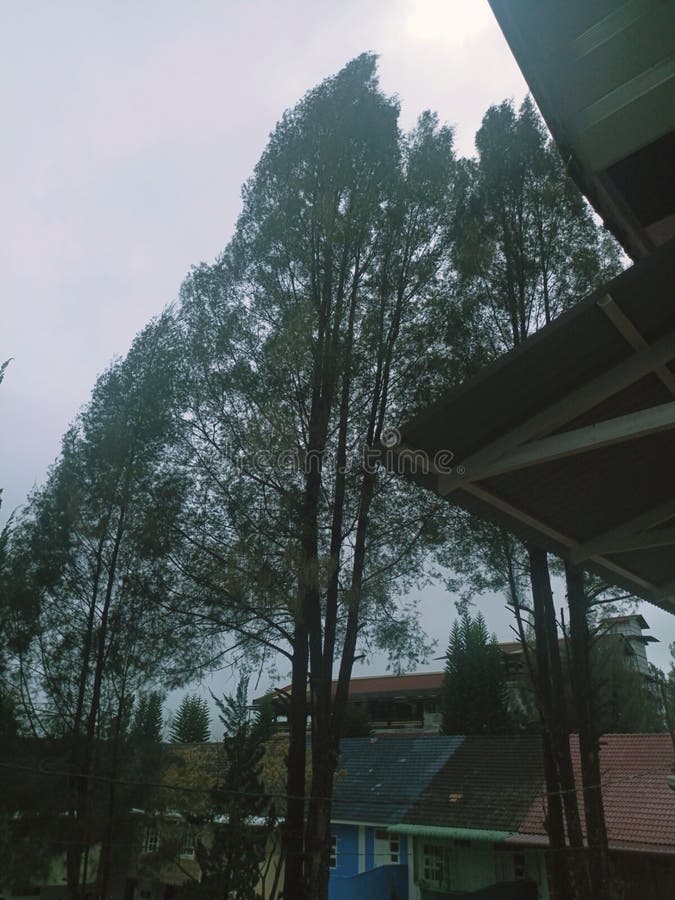 View of the Trees in the Morning with the Sun so Bright Stock Photo ...