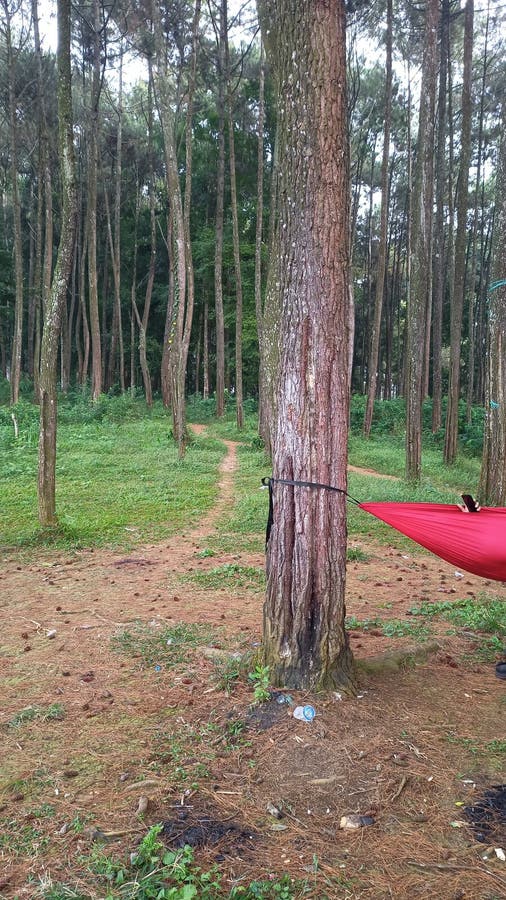 View of trees on mountain stock photo. Image of camp - 264165824