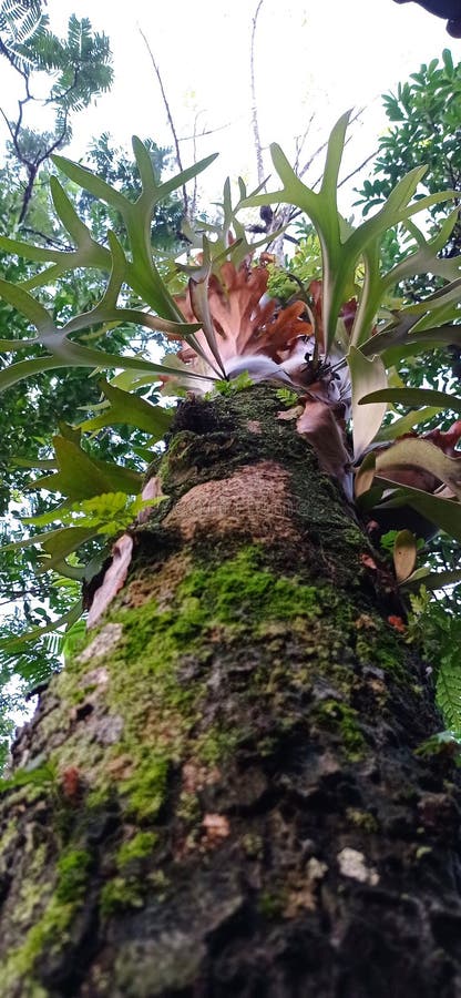 The View of the Trees and Plants Above Stock Image - Image of evergreen ...