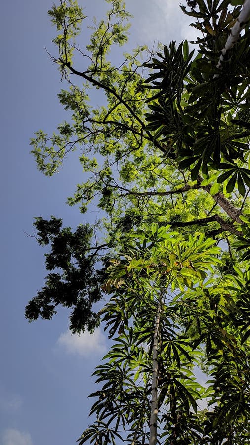 The Beauty of the Trees and the Blue Sky is Very Enchanting Stock Image ...