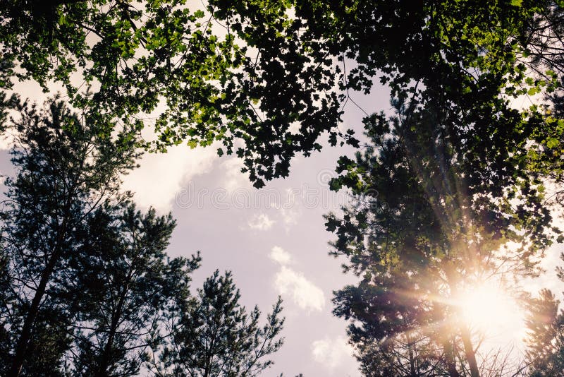 Looking Up through Trees into Sky Stock Image - Image of germany ...