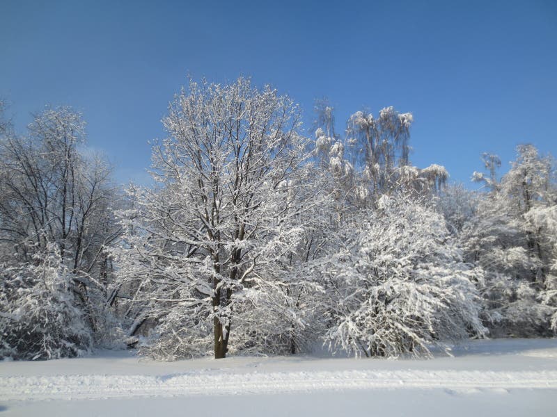 View of the Trees in the Snow on a Sunny Winter Day Against the Blue ...