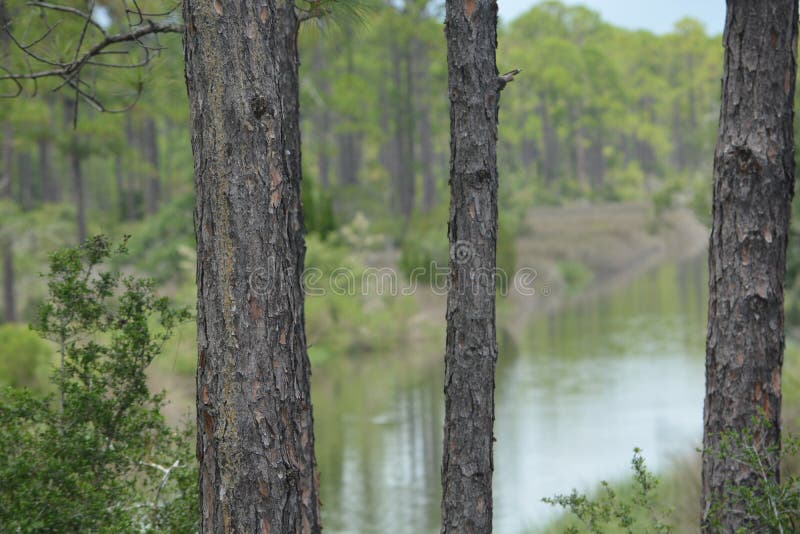 A View through the Trees of a Stream Flowing To St George Sound Near ...