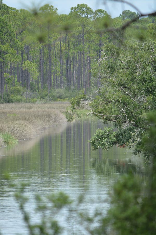 A View through the Trees of a Stream Stock Photo - Image of florida ...